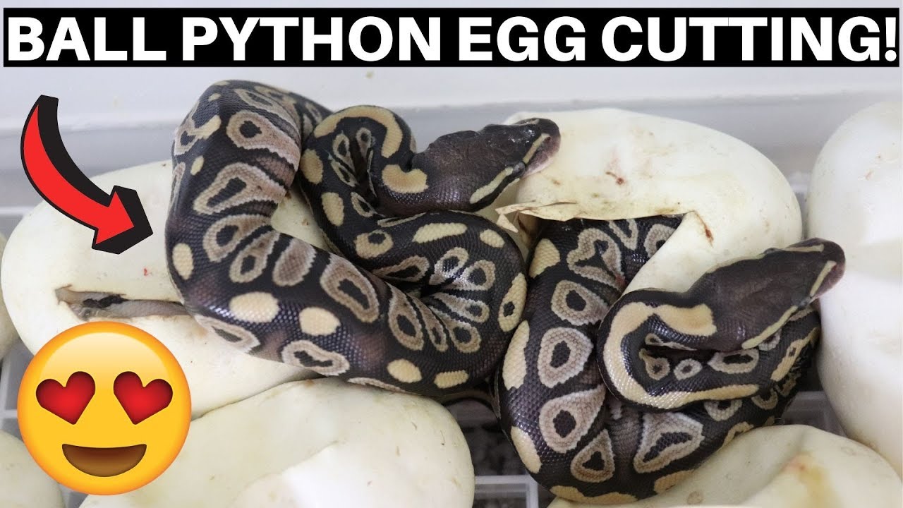 CUTTING MY FIRST CLUTCH OF BALL PYTHON EGGS!!! - Benjamin's Exotics