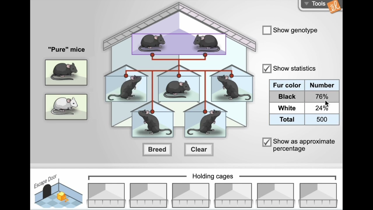 Genetics / Heredity - Mouse Genetics One Trait