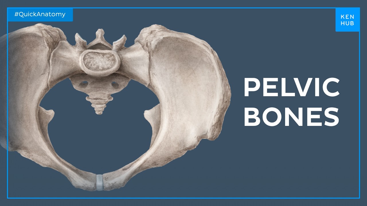 Bones of the Pelvis - Human Anatomy | Kenhub