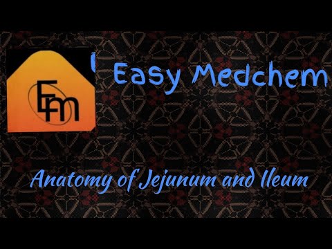 Anatomy of Jejunum and ileum