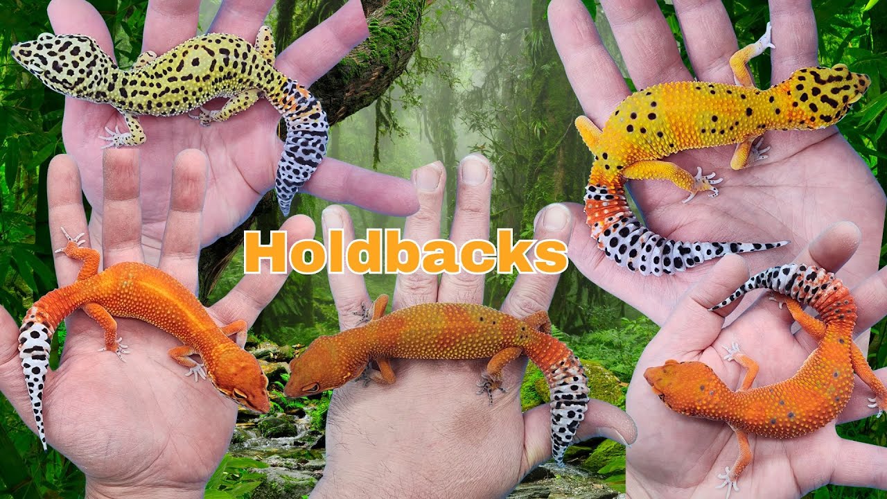 2025 HOLDBACKS
