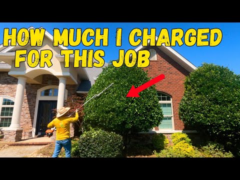 How Much To Charge for Shrub Trimming (and WHY)