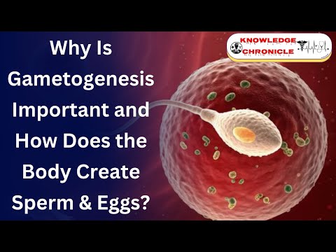 Gametogenesis Explained 🧑🏻⚕️| From Sperms to Ovum -⚕️The Ultimate #ncertbiology 🩺 #trending #neet