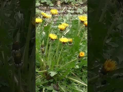 Bible | Numbers 25:7 | When Phinehas son of Eleazar t...