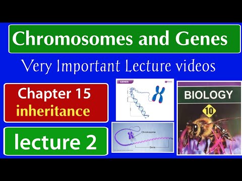 Chromosomes and Genes class 10 | DNA of Chromosomes work? | Describe the structure of chromosomes?