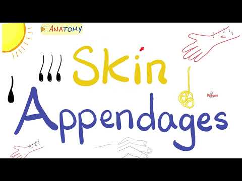 Skin Appendages (Hair, Nail, Sweat Glands, Sebaceous Glands) | Anatomy Basics | Anatomy Playlist