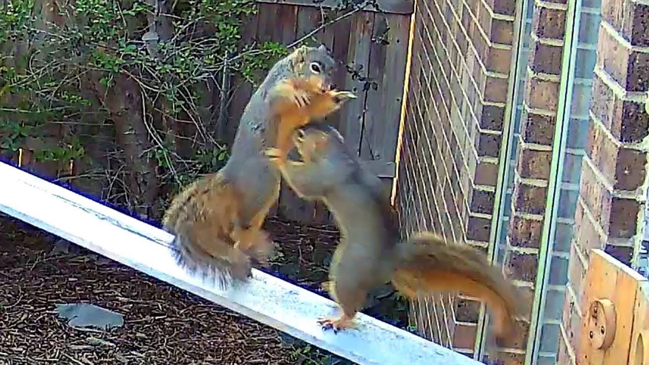 Slow Motion Squirrel Plank Fight