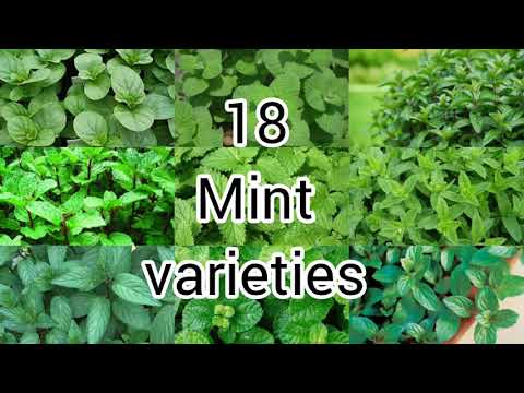 18 Rare Mint varieties with names||Pudina varieties || Pinkish paradise.