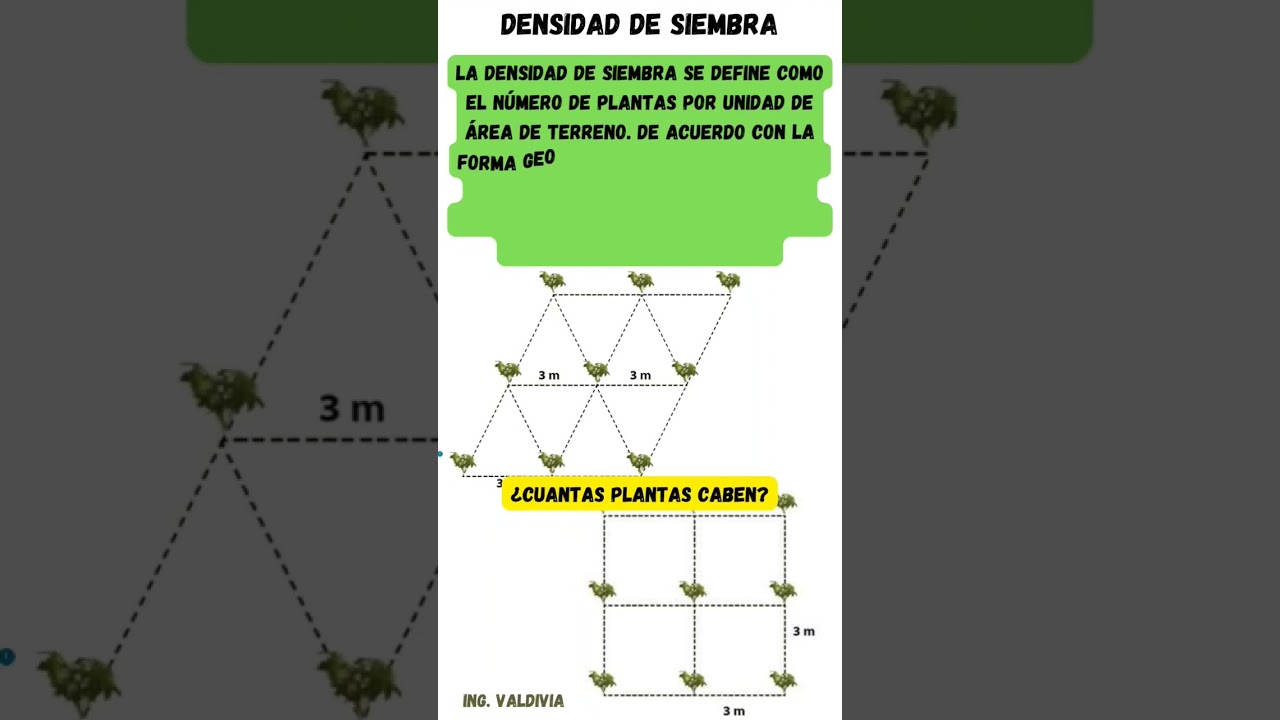 Densidad de siembra 👨🏻‍🌾🌱