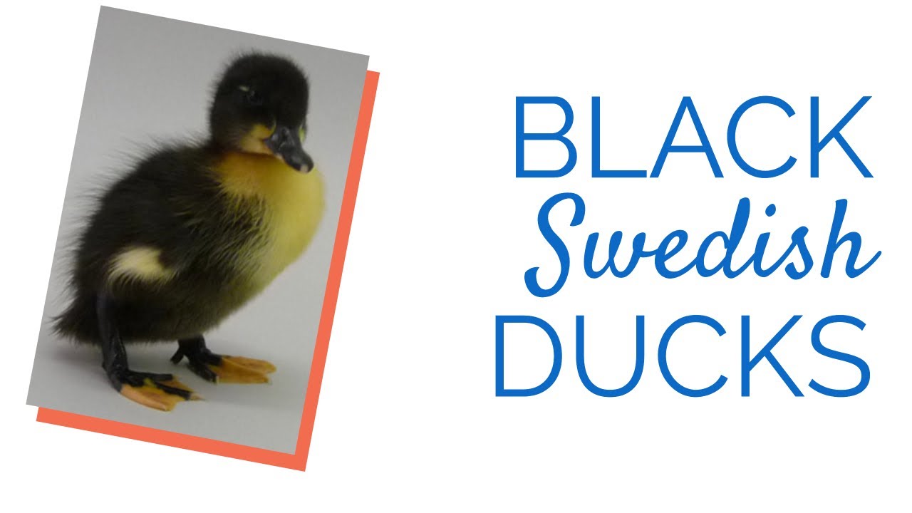 Black Swedish Ducklings | Chickens For Backyards