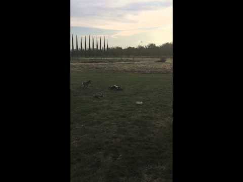 Queensland heeler chasing RC car