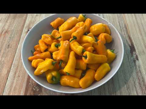 Pruning Datil Peppers - Part 3
