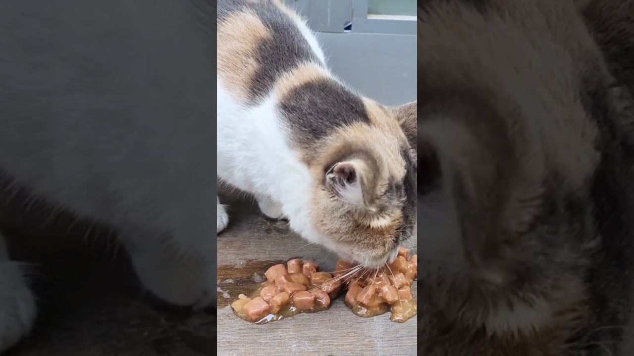 Fastest Way to Get a Picky Cat to Eat!