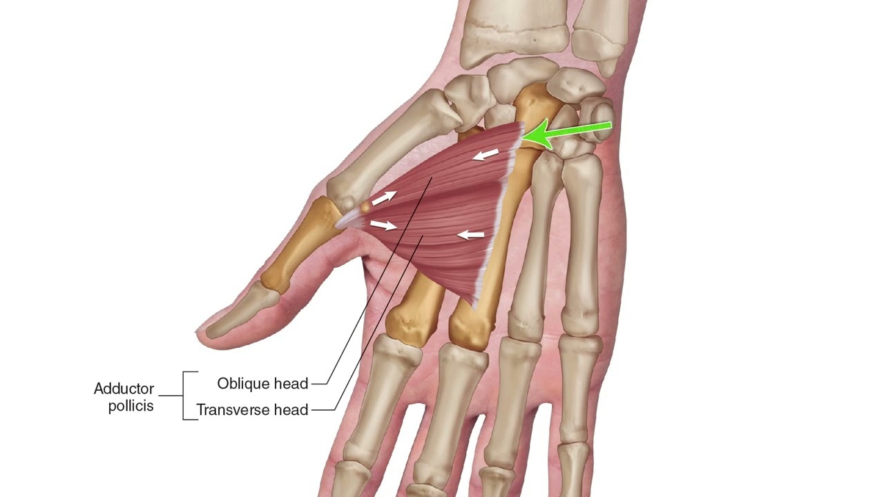 Adductor Pollicis   Drawn Figure Attachments
