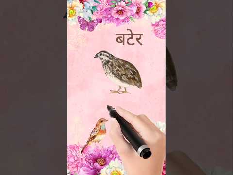 बटेर पक्षी english in hindi name spelling with sound🥰 #shorts