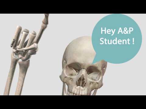 Hey A&P Students! Visualize Anatomy and Physiology in 3D.