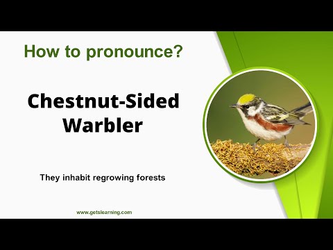 How to pronounce (Chestnut-Sided Warbler) Correctly in English