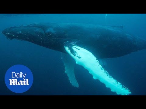 Rare footage of Humpback whales underwater in Britain - Daily Mail