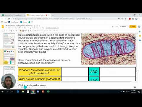 HOW TO: Photosynthesis and Cellular Respiration Worksheet