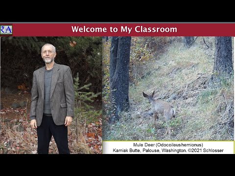 White-tailed Deer (Odocoileus virginianus) and mule deer (Odocoileus hemionus) sharing space.