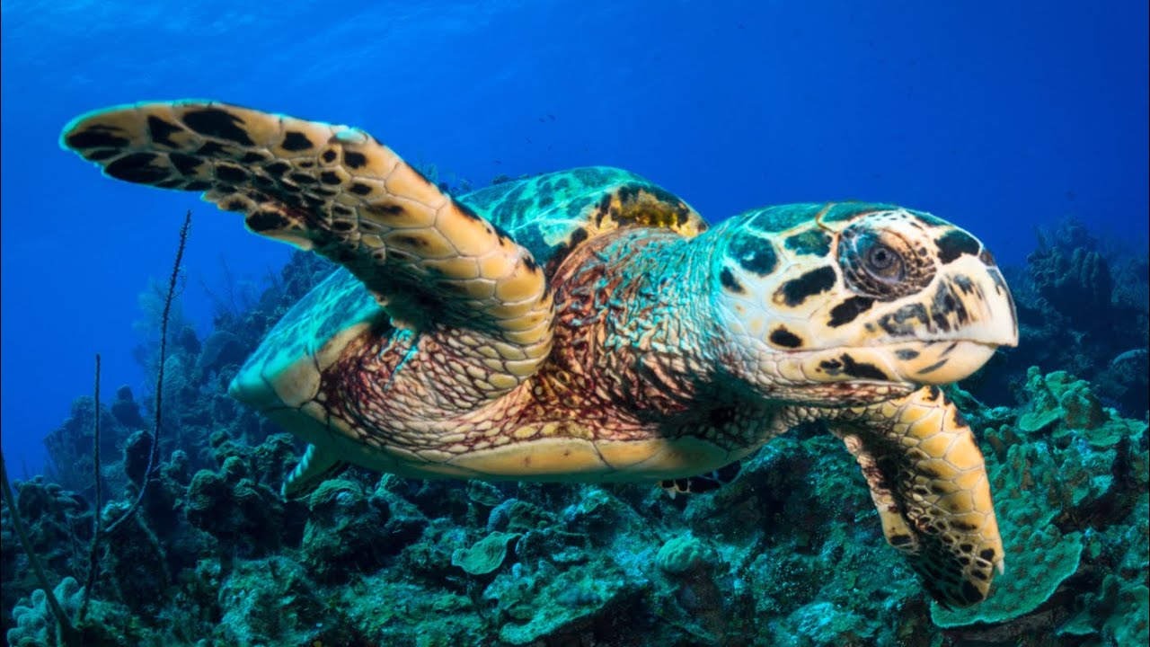 Why is the Hawksbill Turtle considered One of The Most Endangered Species In The World?