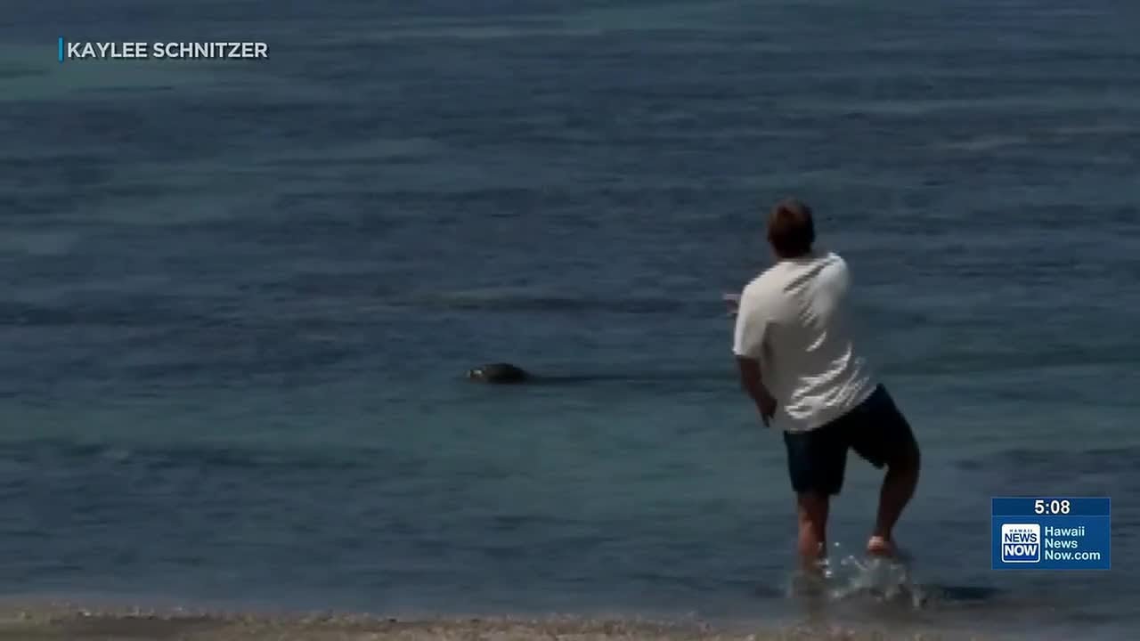 Defense attorney explains why rock was hurled at endangered monk seal