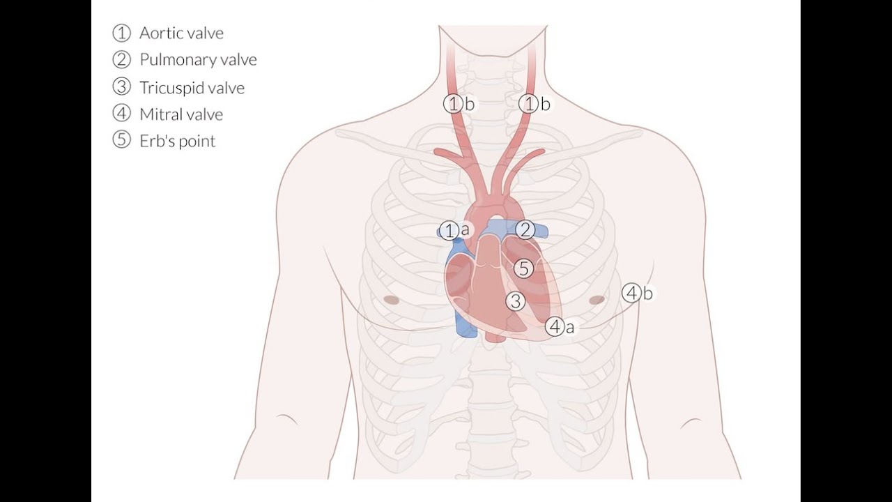 Cardiovascular Examination - Clinical Examination of the Heart