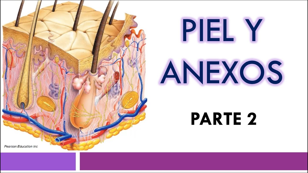 HISTOLOGÍA de la PIEL  |  Parte 2