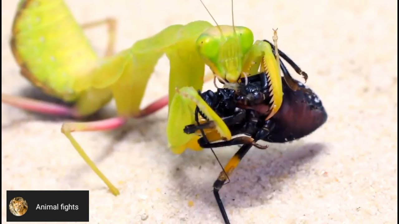 Bedbug & Walking Stick vs Mantis