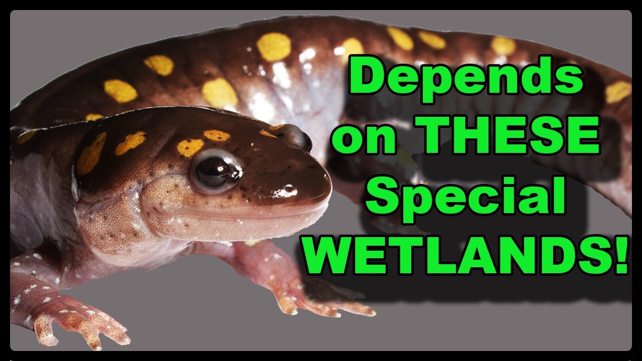 Discover Vernal Pools: the Disappearing Wetlands FULL of Life!