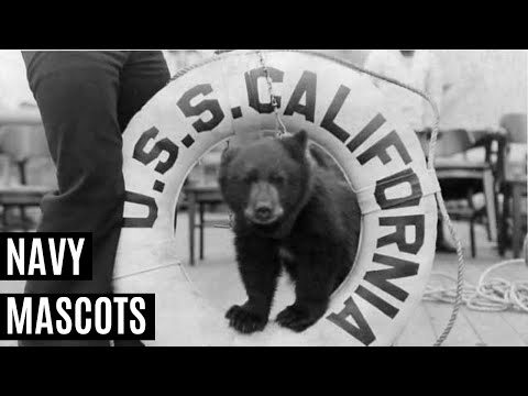 That Sailor is a Total Animal! Navy Mascots