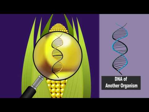 What is a GMO? | Cronkite News