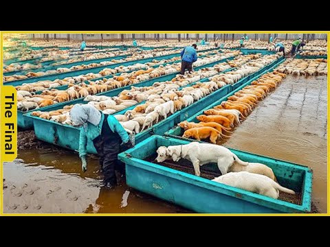 Dog Farm - China Raises 11.5 Million Dogs to Export Meat Every Year - Farming Documentary