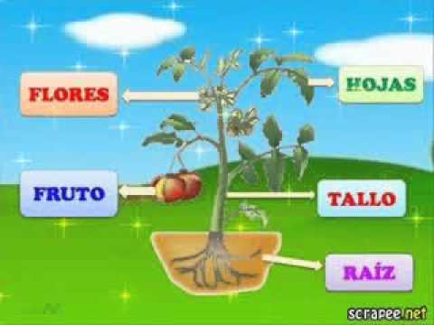 La Planta y sus partes | sumajwayta