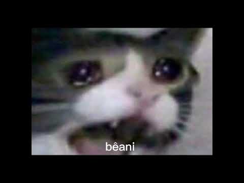 distorted pictures of cats as inaudible sounds