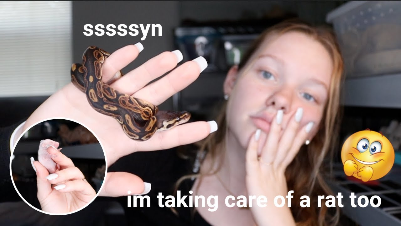 MEET MY NEW CINNAMON BALL PYTHON.. oh and the rat i'm nurturing