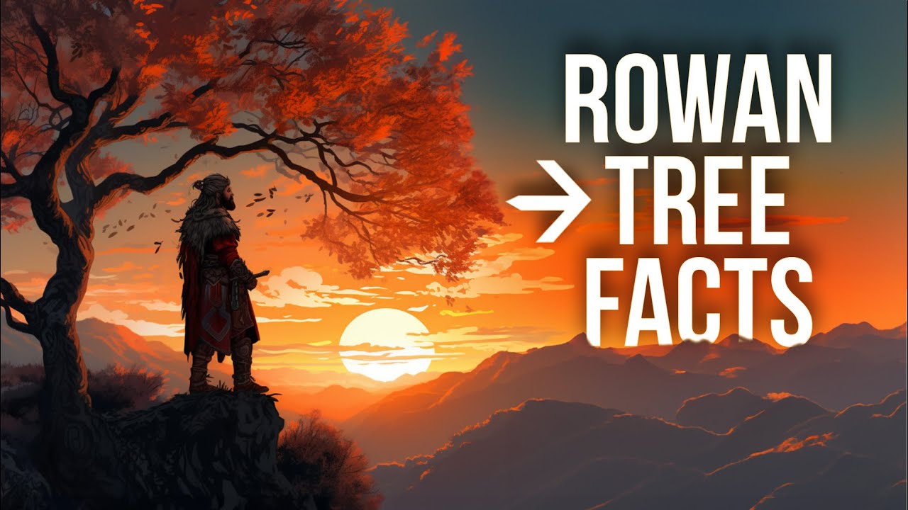 The Rowan Tree:  The Legend and Biology of Mountain Ashes