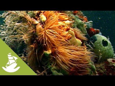 How it's made: the Mangrove Forest