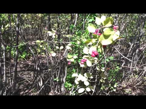 Saskatoon Berry Picking near Regina, Sask.