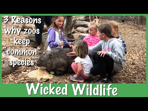Why Do Zoos Keep Animals That Are Not Endangered?