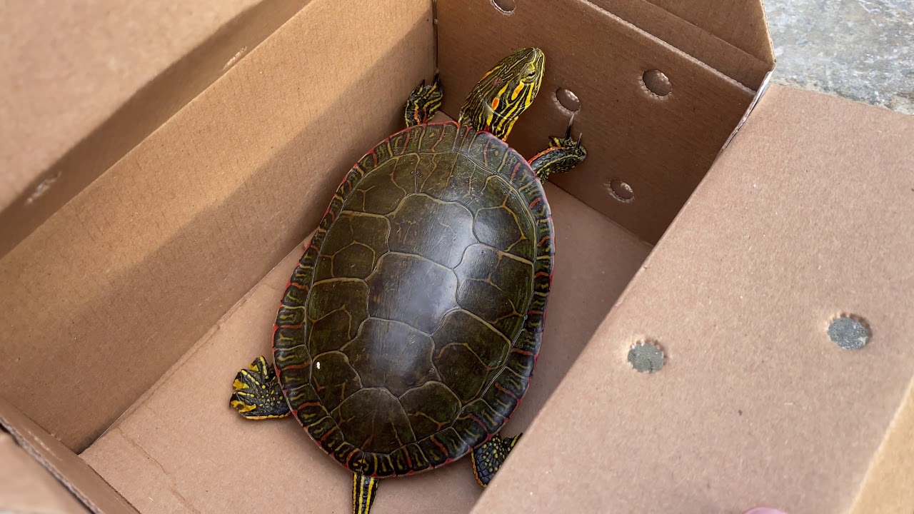 PetSmart Turtle Unboxing: Western Painted Turtle