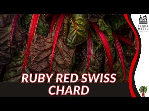Exploring RUBY RED SWISS CHARD in 2 Minutes (Beta vulgaris)!
