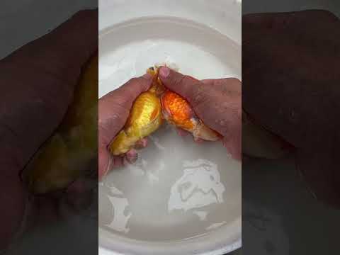 Goldfish Hand Breeding #goldfishbreed #ranchu