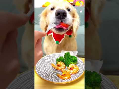 It's a dog who eats a lot of food at first glance #Dogs eat better than me series#Homemade dog food
