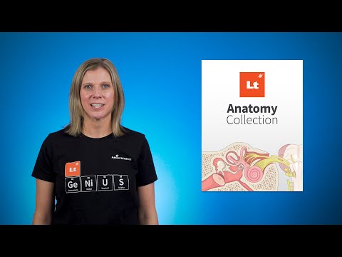 Lt | Anatomy Collection Launch