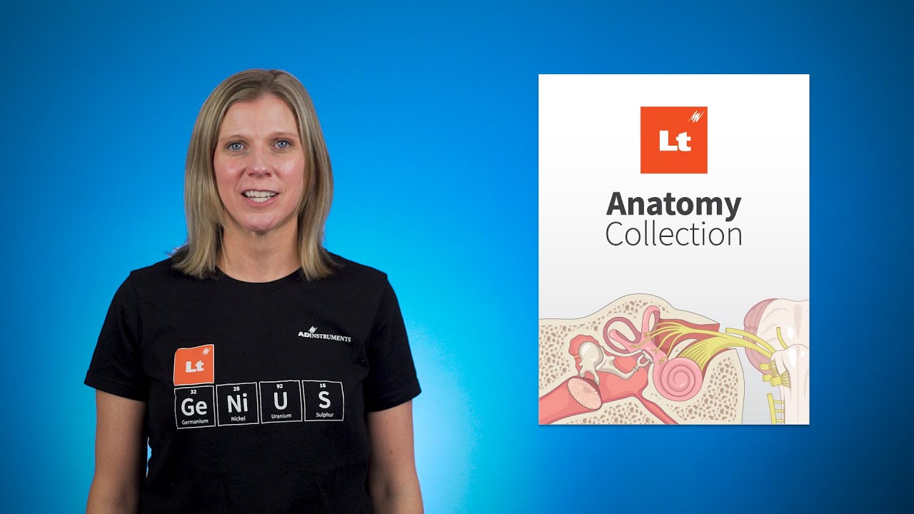 Lt | Anatomy Collection Launch