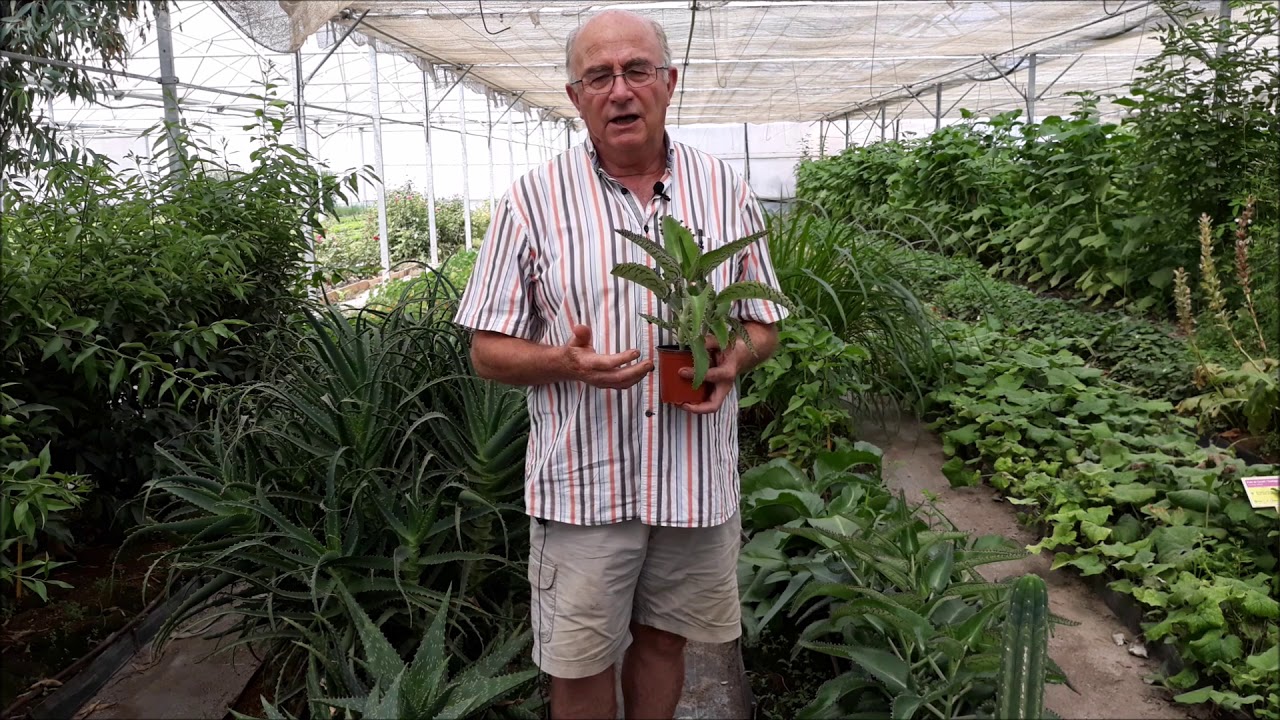 Josep Pàmies - Kalanchoe daigremontiana