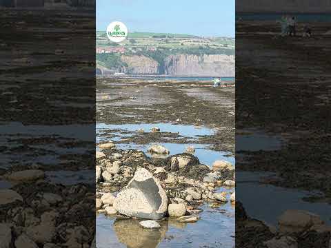 High tide Low tide எதனால் எற்படுகிறது ? | Poovulagu