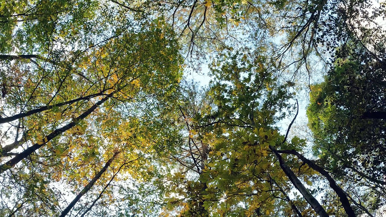 Dancing Leaves: Tree Canopy 4K  (Non-Looping)