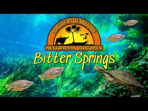 Bitter Springs a hidden Oasis near Mataranka Northern Territory